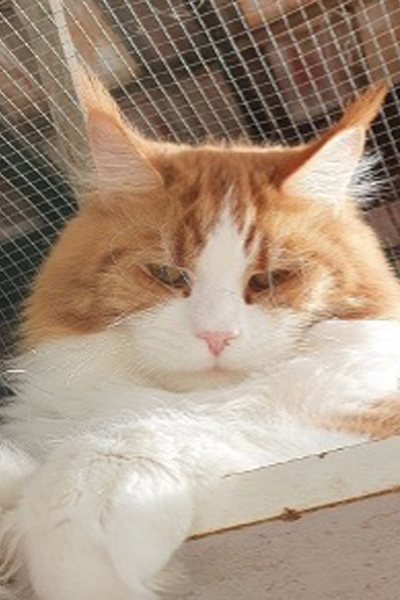 Maine Coon male- Chatterie du Près de la Font